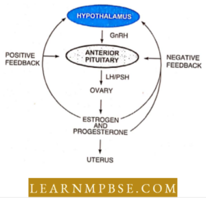 NEET Biology Notes – Reproductive System in Animals – Learn MPBSE