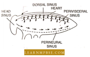 NEET Biology Notes – Blood Circulatory System in Animals – Learn MPBSE