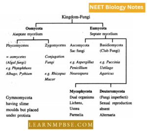 NEET Biology Notes – Kingdom Fungi – Learn MPBSE