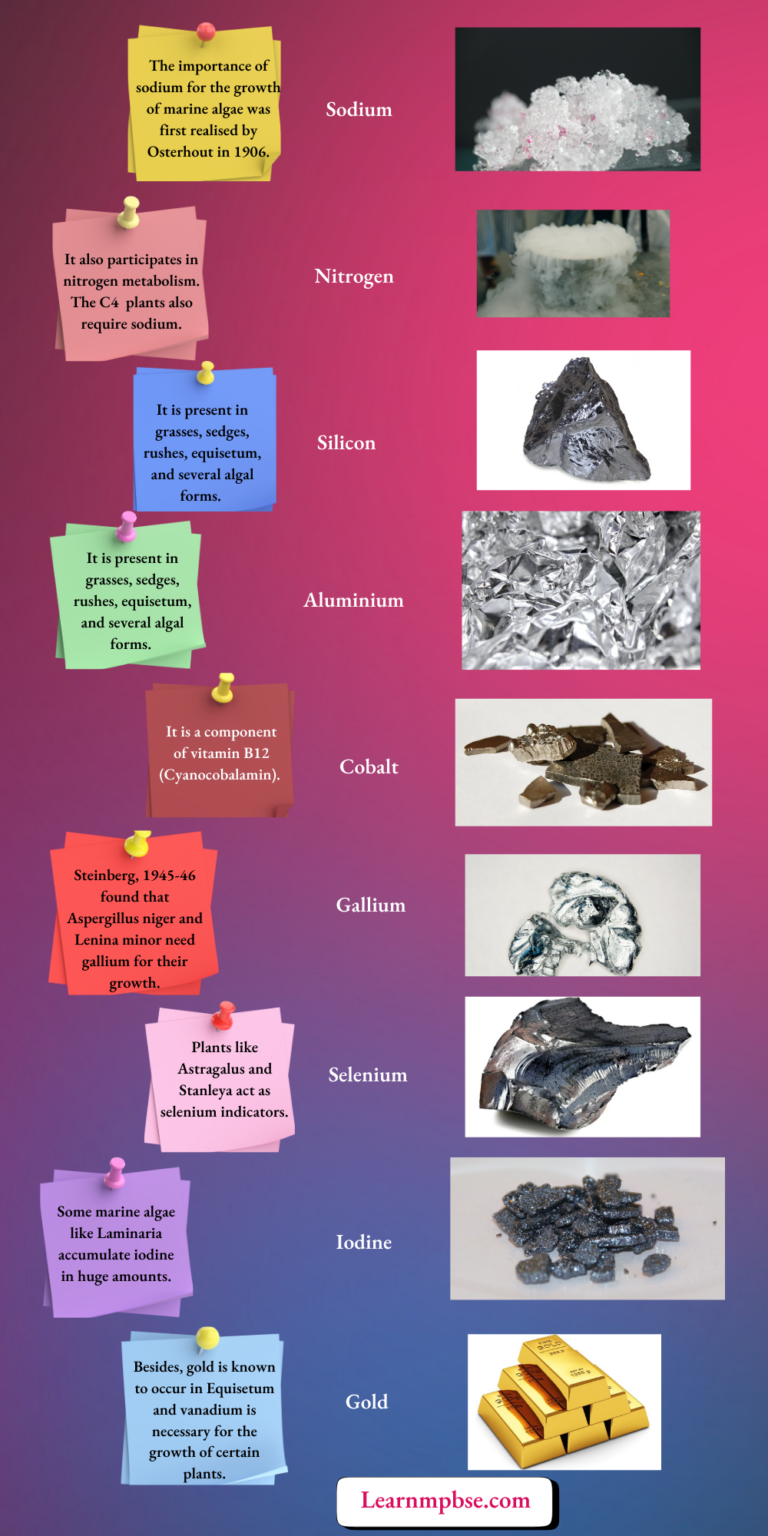 NEET Biology – Mineral Nutrition In Plants Notes – Learn MPBSE