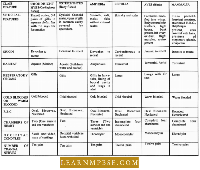 NEET Biology Notes – Phylum Chordata – Learn MPBSE