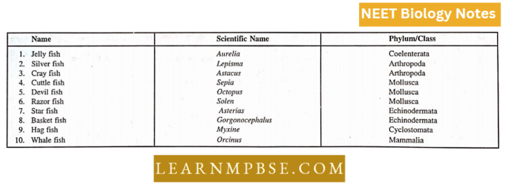 NEET Biology Notes – Phylum Chordata – Learn MPBSE