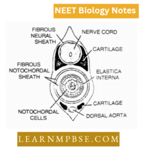 NEET Biology Notes – Phylum Chordata – Learn MPBSE
