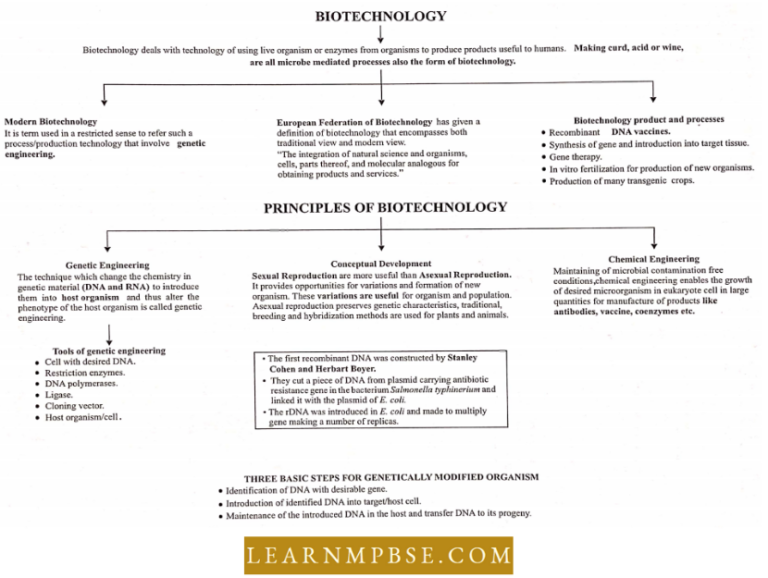 NEET Biology Notes – Principles And Processes Of Biotechnology – Learn ...