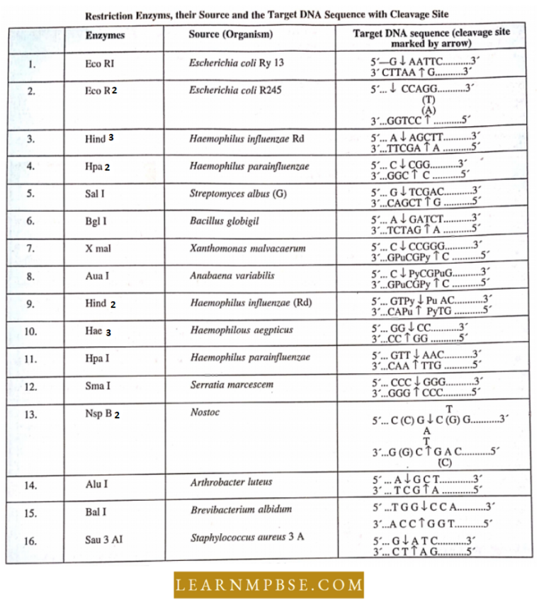 NEET Biology Notes – Principles And Processes Of Biotechnology – Learn ...