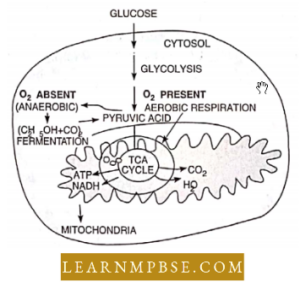 NEET Biology Notes – Respiration In Plants – Learn MPBSE