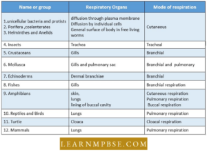 NEET Biology Notes – Respiratory System In Animals – Learn MPBSE