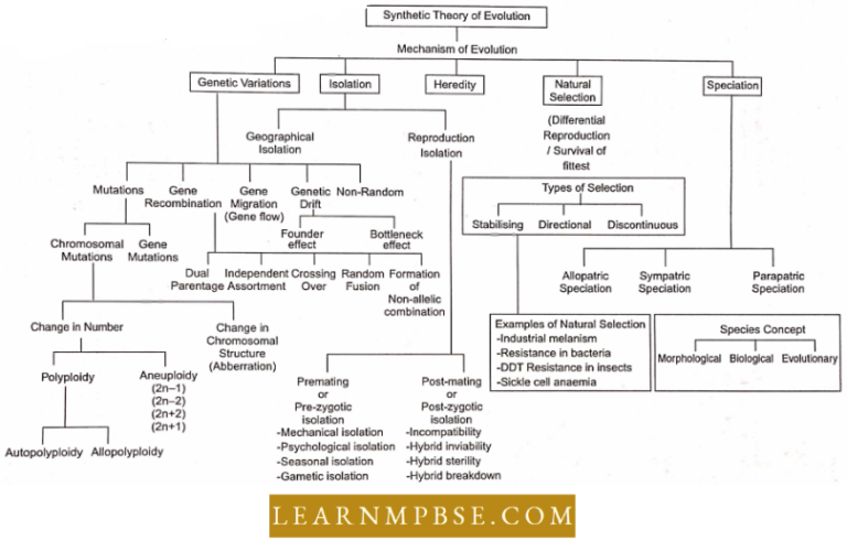 NEET Revision Notes Biology Evolution – Learn MPBSE