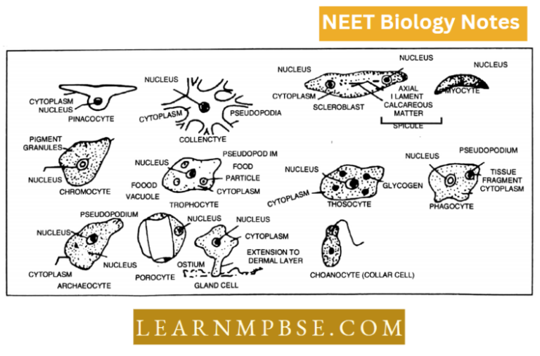 Classification Of Animal Kingdom – Non-chordates Notes for NEET – Learn ...