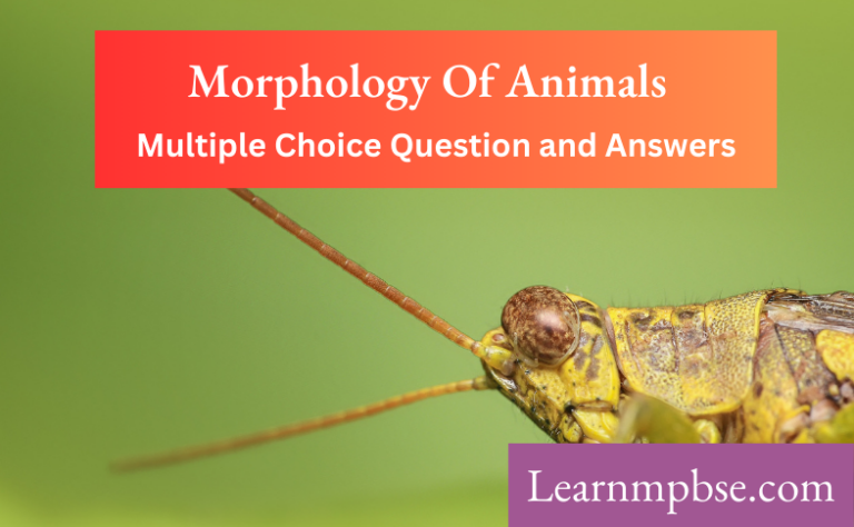 Animal Morphology MCQs For NEET Biology – Learn MPBSE
