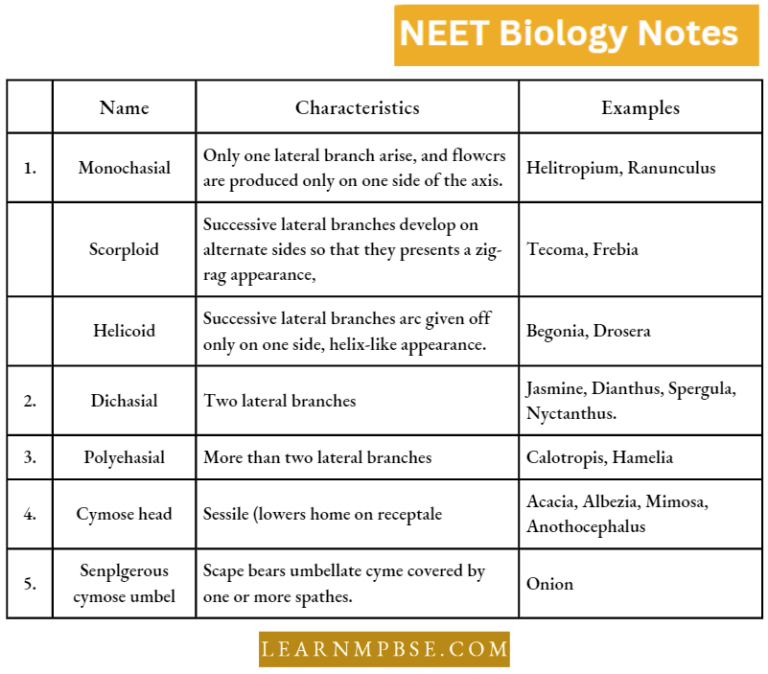 NEET Biology Notes Morphology of Flowering Plants – Learn MPBSE