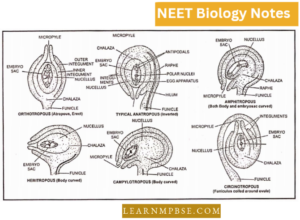 NEET Biology Notes Morphology of Flowering Plants – Learn MPBSE
