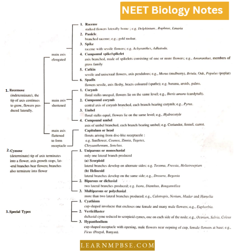 NEET Biology Notes Morphology of Flowering Plants – Learn MPBSE