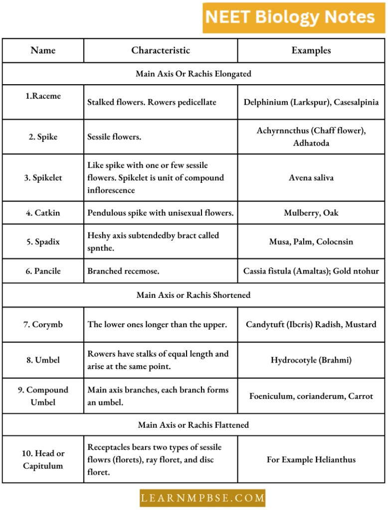 NEET Biology Notes Morphology of Flowering Plants – Learn MPBSE