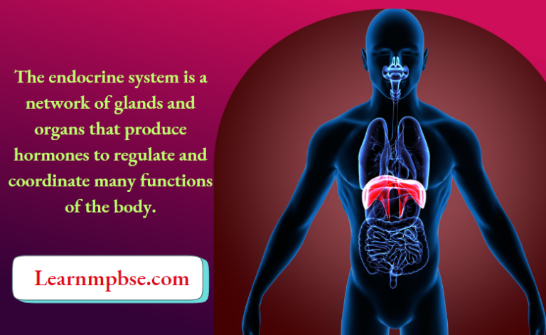 NEET Biology Endocrine System Notes – Learn MPBSE