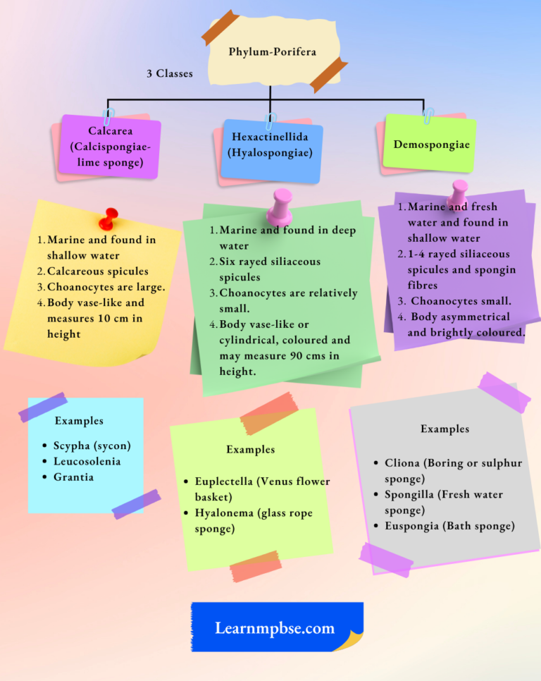 Classification Of Animal Kingdom – Non-chordates Notes for NEET – Learn ...