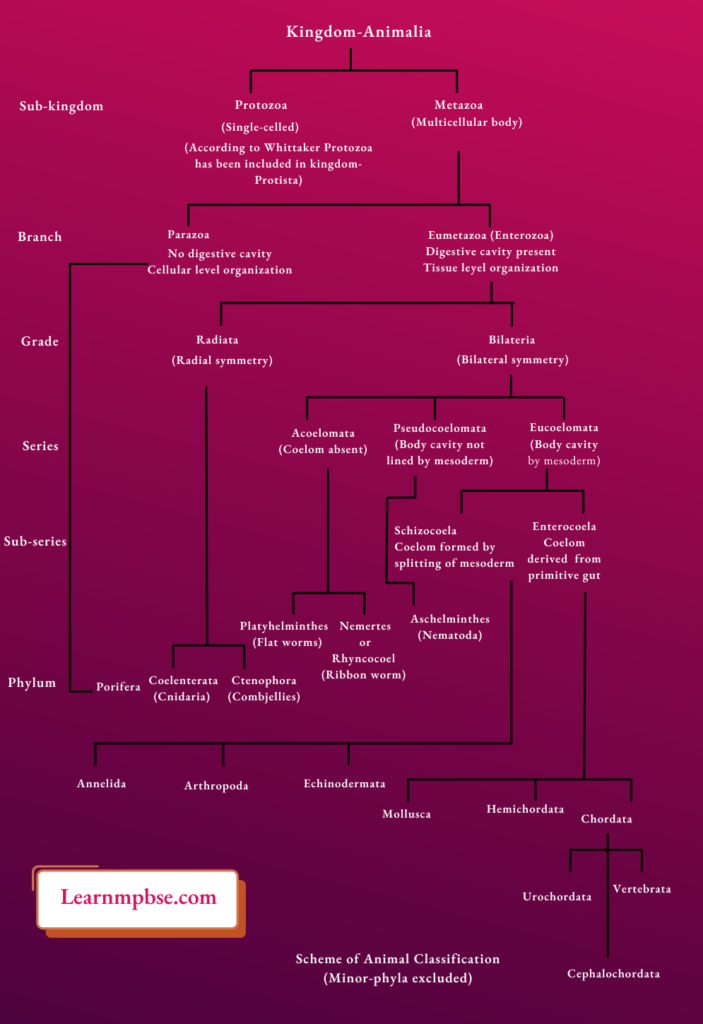 Classification Of Animal Kingdom – Non-chordates Notes for NEET – Learn ...