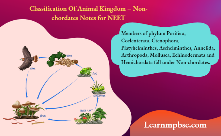 Classification Of Animal Kingdom – Non-chordates Notes for NEET – Learn ...