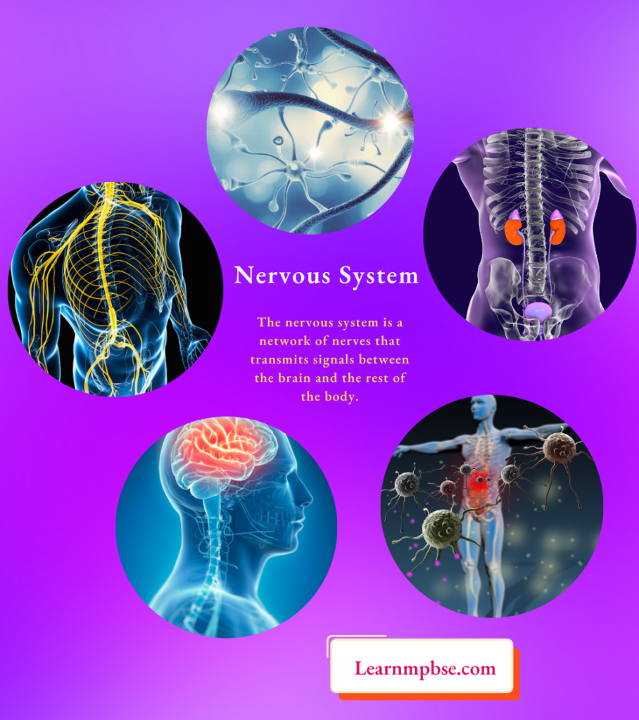 NEET Biology – Nervous System Notes – Learn MPBSE